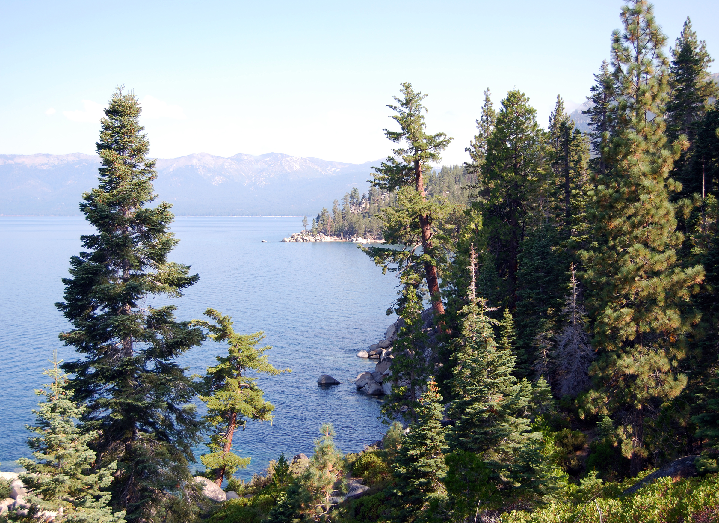 Lake-Tahoe-Trees – Our Next Life by Tanja Hester, author of Work ...